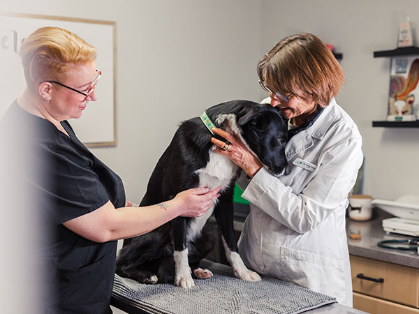 Adult Canine & Feline Wellness Program - Vet in Elmira | North Waterloo ...
