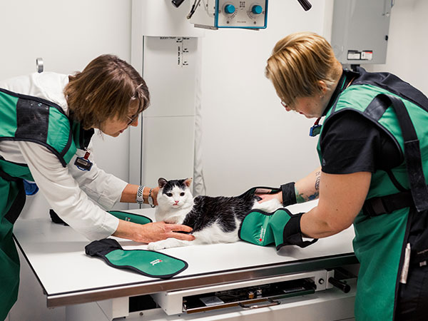 Diagnostics - Vet in Elmira | North Waterloo Veterinary Hospital