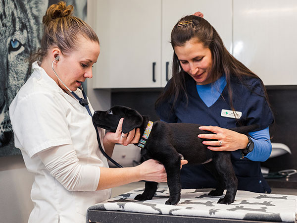 Puppy & Kitten Wellness Programs - Vet in Elmira | North Waterloo ...