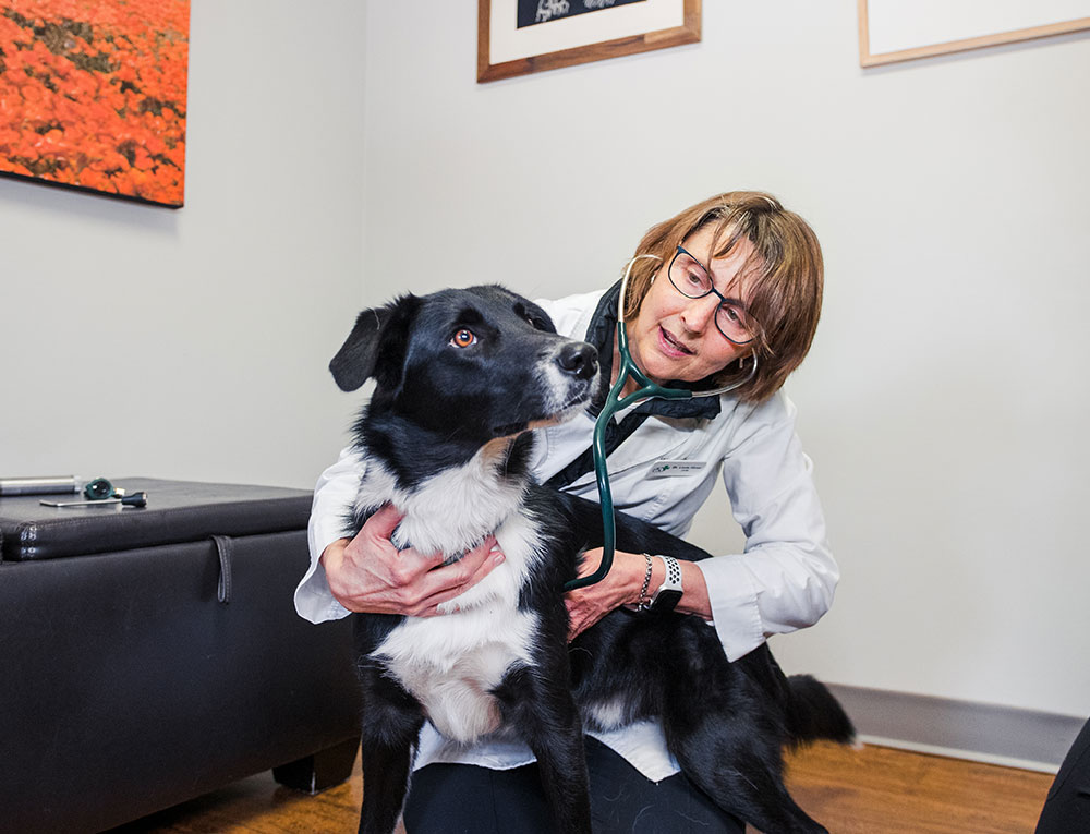 Wellness Programs - Vet in Elmira | North Waterloo Veterinary Hospital