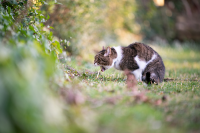 From Hairballs to Health Issues: What’s Behind Your Cat’s Vomiting ...