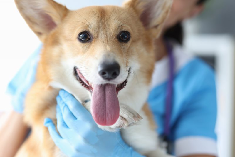 Thyroid Disorders in Pets: Signs, Diagnosis, and Ongoing Care - North ...